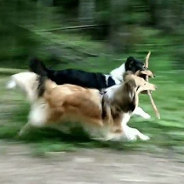 These 21 Photos Prove Dogs Are the Best Branch Managers and Assistant ... These 21 Photos Prove Dogs Are the Best Branch Managers and Assistant ...