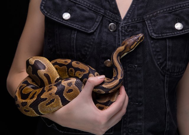 How To Find Out If Your Ball Python Is A Male Or Female Cuteness