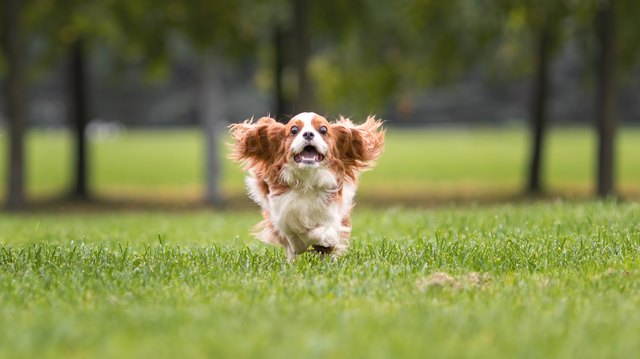 Drugs To Calm Down A Hyper Dog Cuteness drugs-to-calm-down-a-hyper-dog-cuteness