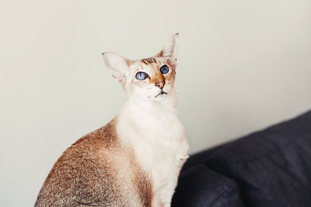 Colorpoint Shorthair Cat Breed Characteristics | Cuteness Colorpoint Shorthair Cat Breed Characteristics | Cuteness